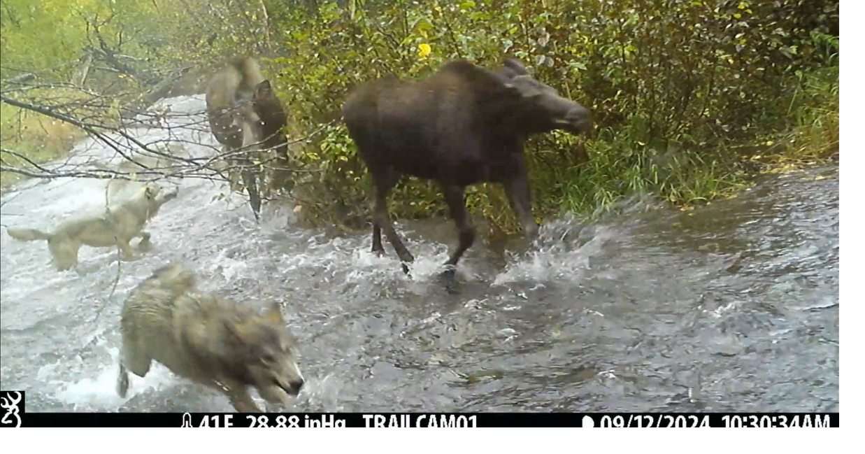 Wolf pack hunt moose in Anchorage, all caught on video | Homepage ...