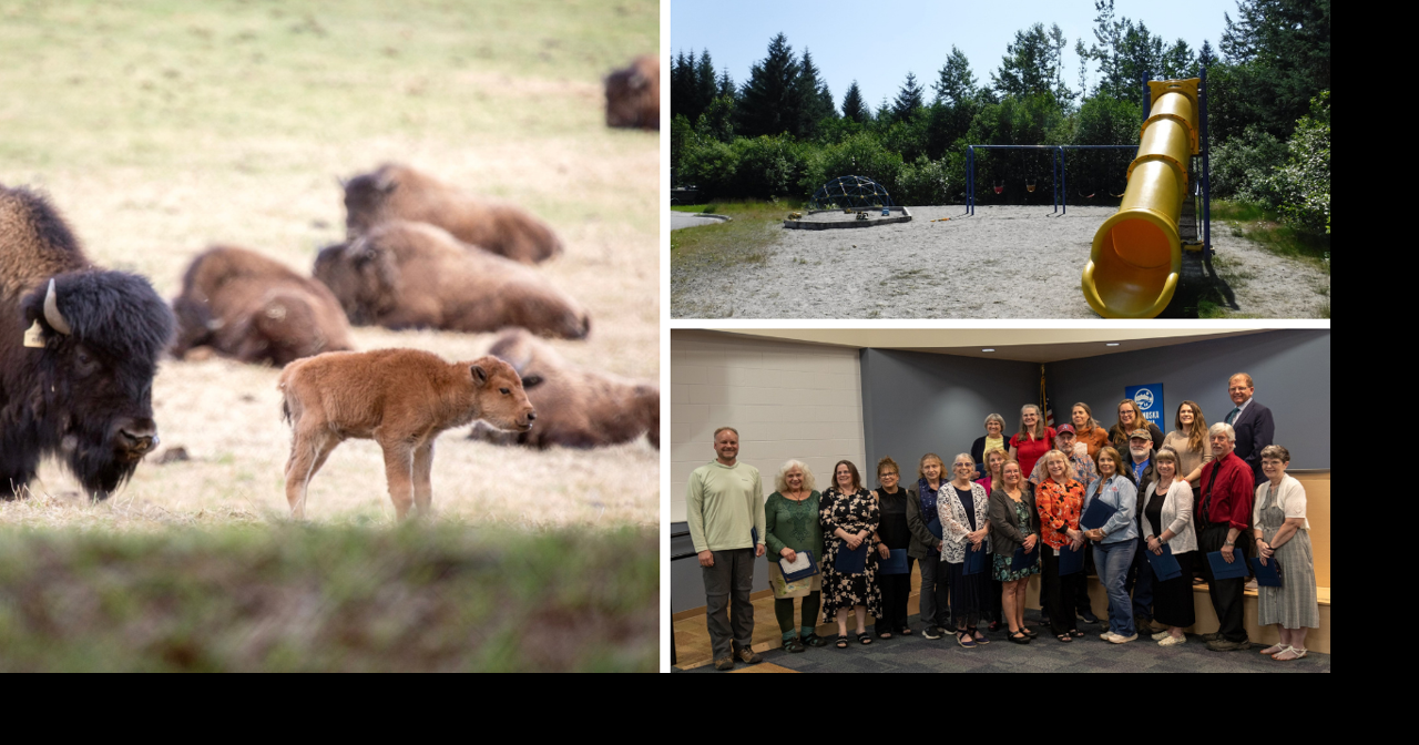 AROUND ALASKA: Baby Bison Born, Playground Improvements, and Saying ...
