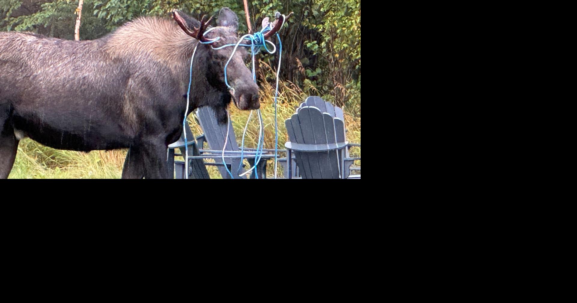 Mad Moose Month begins with rutting moose across Alaska | Local & State ...