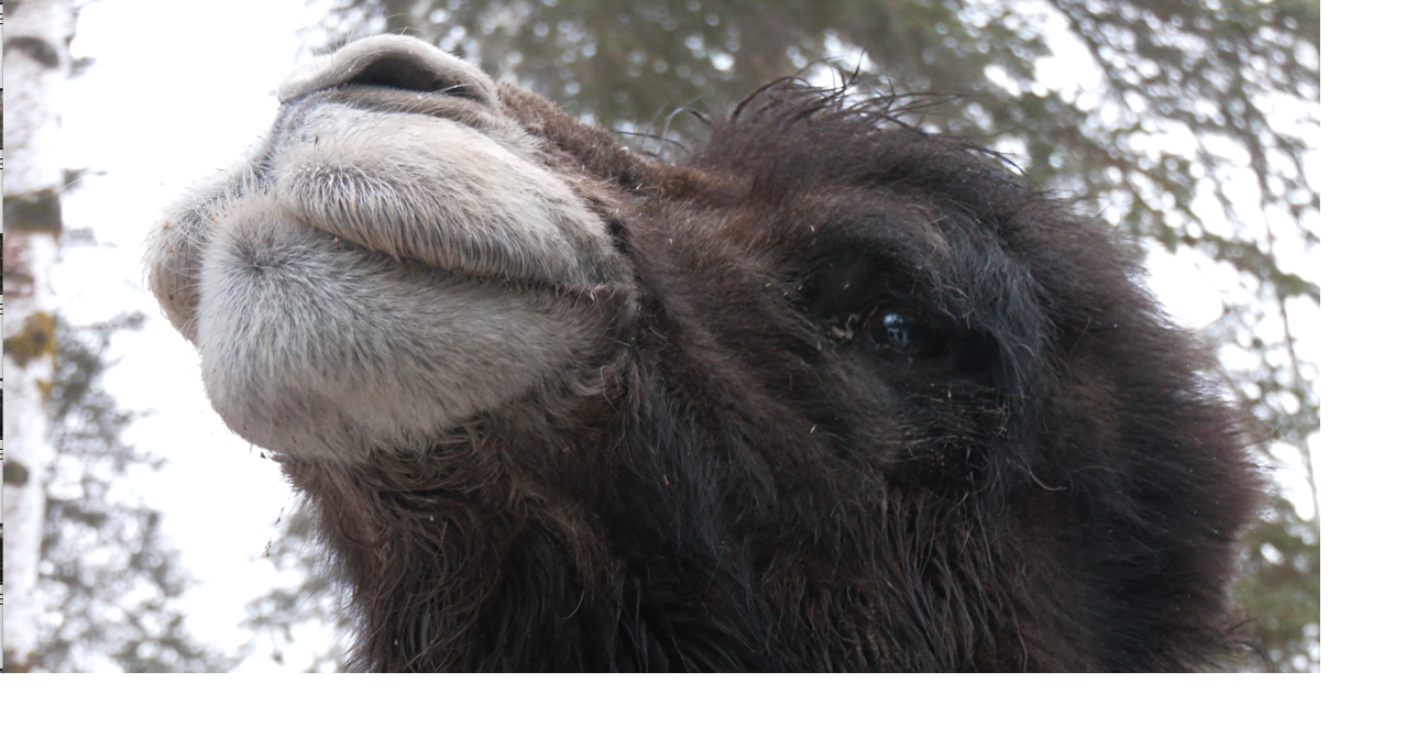 Project camel: Alaska Zoo prepares for new arrival and needs your help ...
