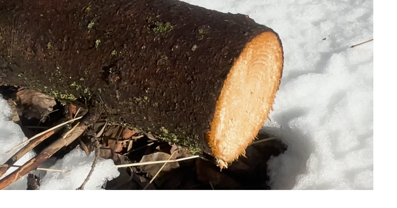 Illegal tree cutting in Anchorage threatens ecosystems and erodes land ...