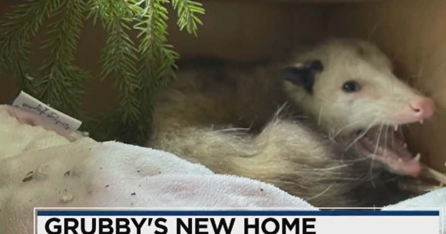 Animal update: Grubby's under quarantine, harbor seal pups rescued ...