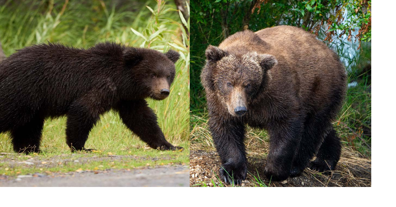 909 Jr. Crowned Queen of Fat Bear Junior as Katmai's Chubbiest Cub ...