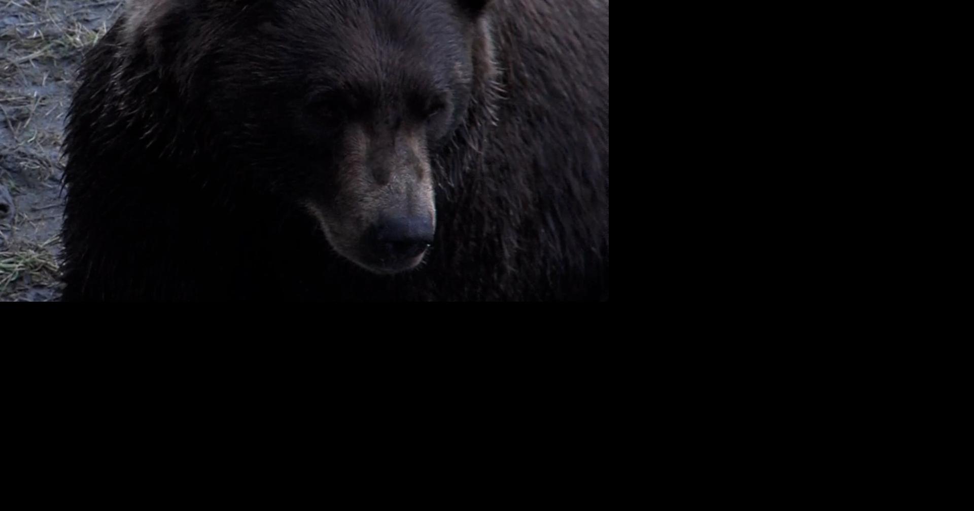 Bear attack at JBER highlights spring safety | Local & State News ...
