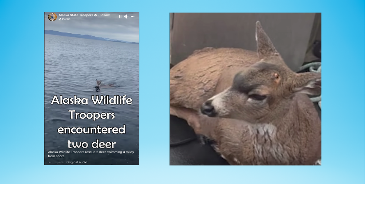 CHECK THIS OUT: Troopers save sea-swimming deer 4 miles from shore ...