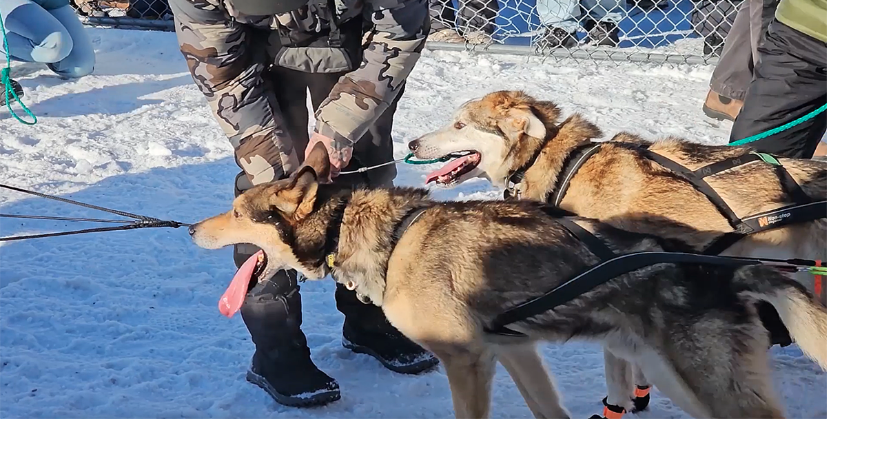 Iditarod Day 3: Mushers head to Galena with 33 teams still in the race ...