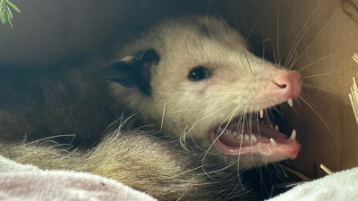 Homer the Possum, offspring of Grubby, finds new home at Oregon Zoo ...