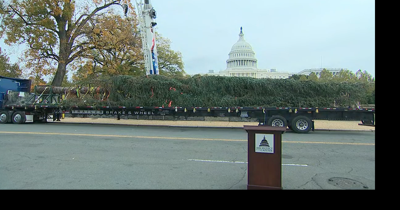2024 U.S. Capitol Christmas Tree 'Spruce Wayne' Arrives in D.C. from ...
