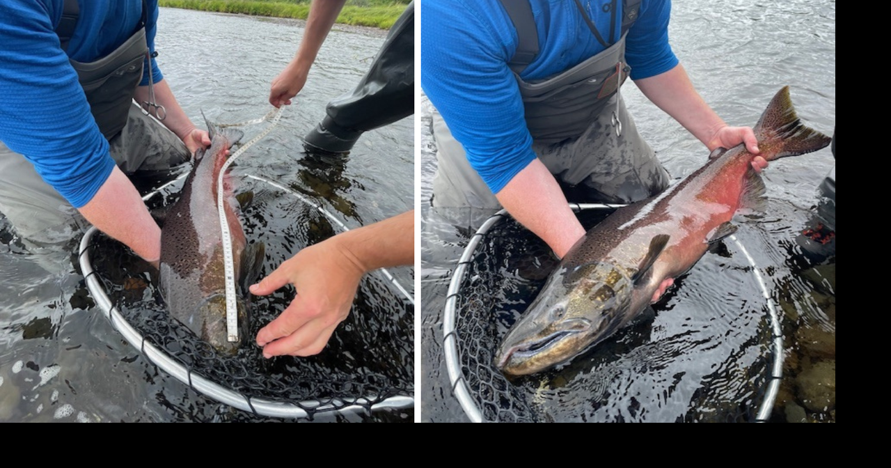 Alaska salmon fishing lawsuit dismissed after rules invalidated | Local ...