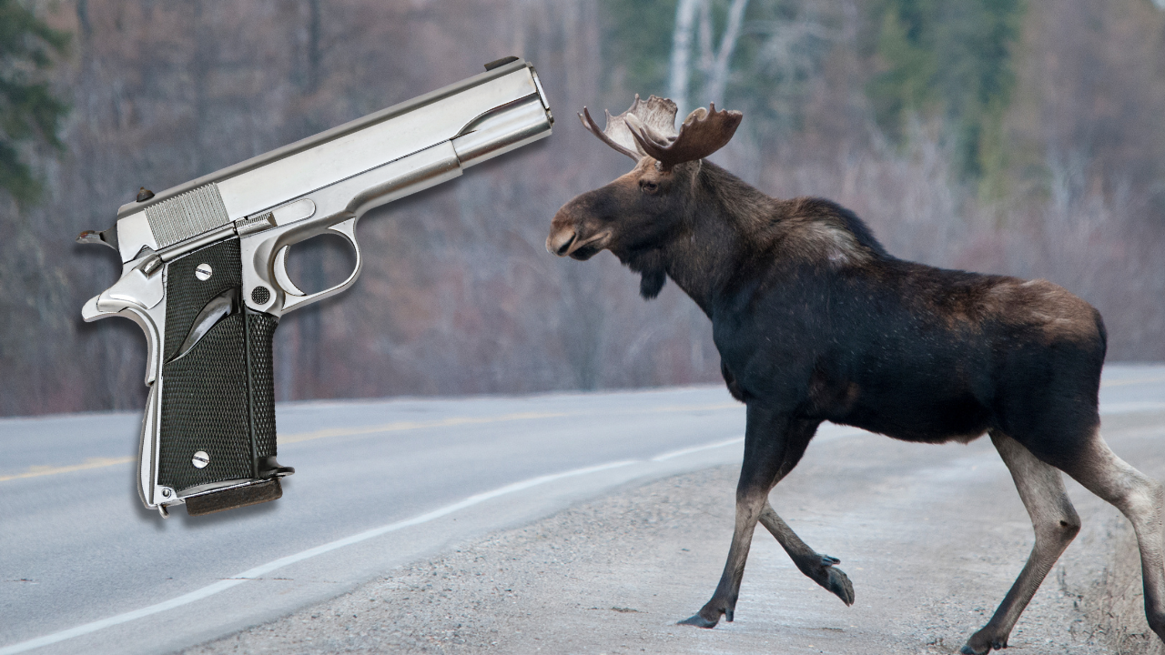 Soldotna man cited after shooting and killing moose in neighborhood ...