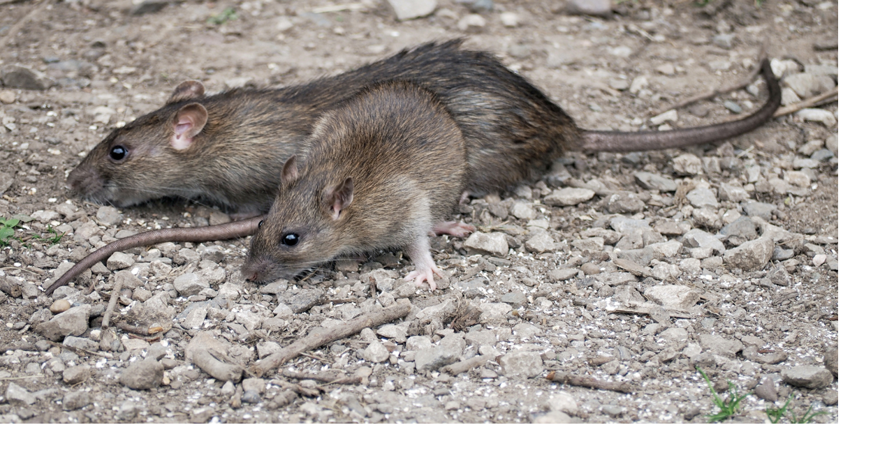 Keeping Invasive Rats Off Aleutian Islands: Solutions Discussed in ...
