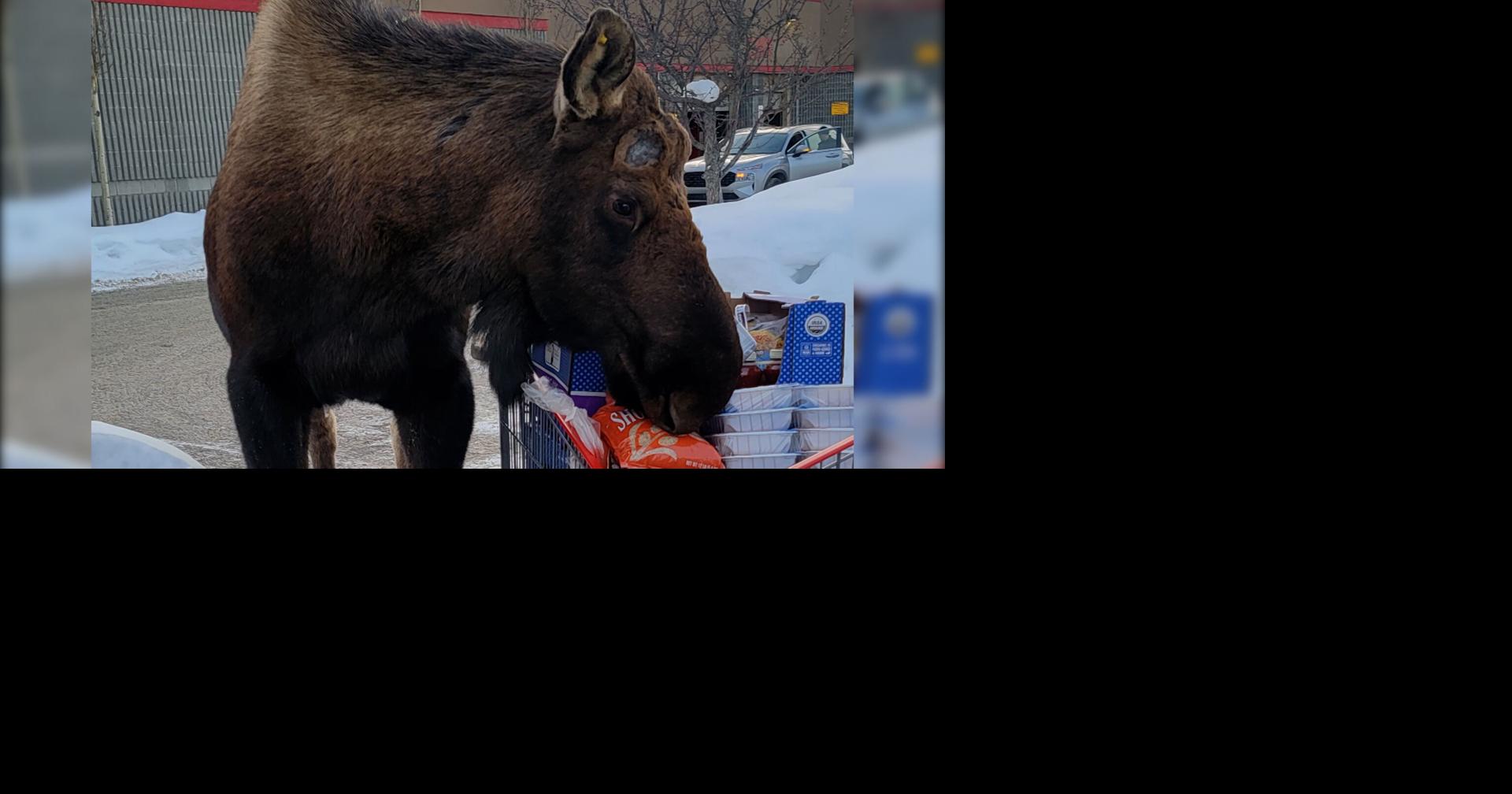 Snowfall has people encountering more and more hungry moose | Homepage ...