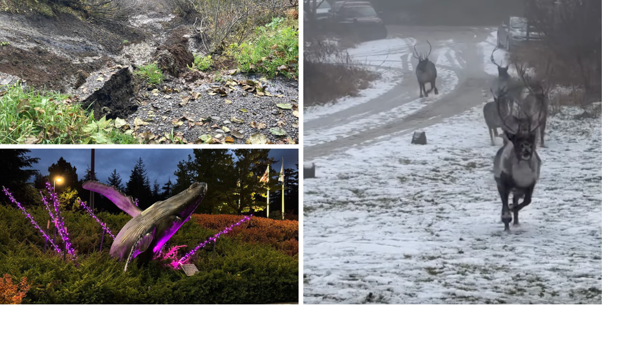 AROUND ALASKA: Mudslides in Homer, Purple Lights, and Reindeer Zoomies ...