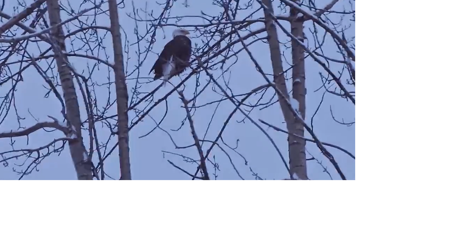 Anchorage bans feeding wildlife in 9–3 vote | Local & State News ...