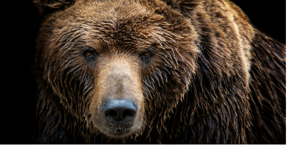Bear mauling reported near Basher Trail in Anchorage; hikers urged to ...