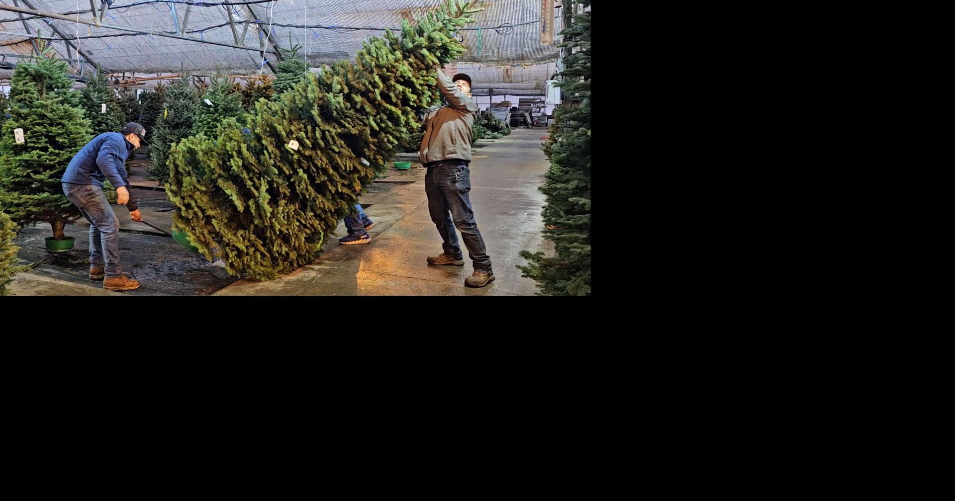 Anchorage residents pick out trees to kick off the holidays | Local ...