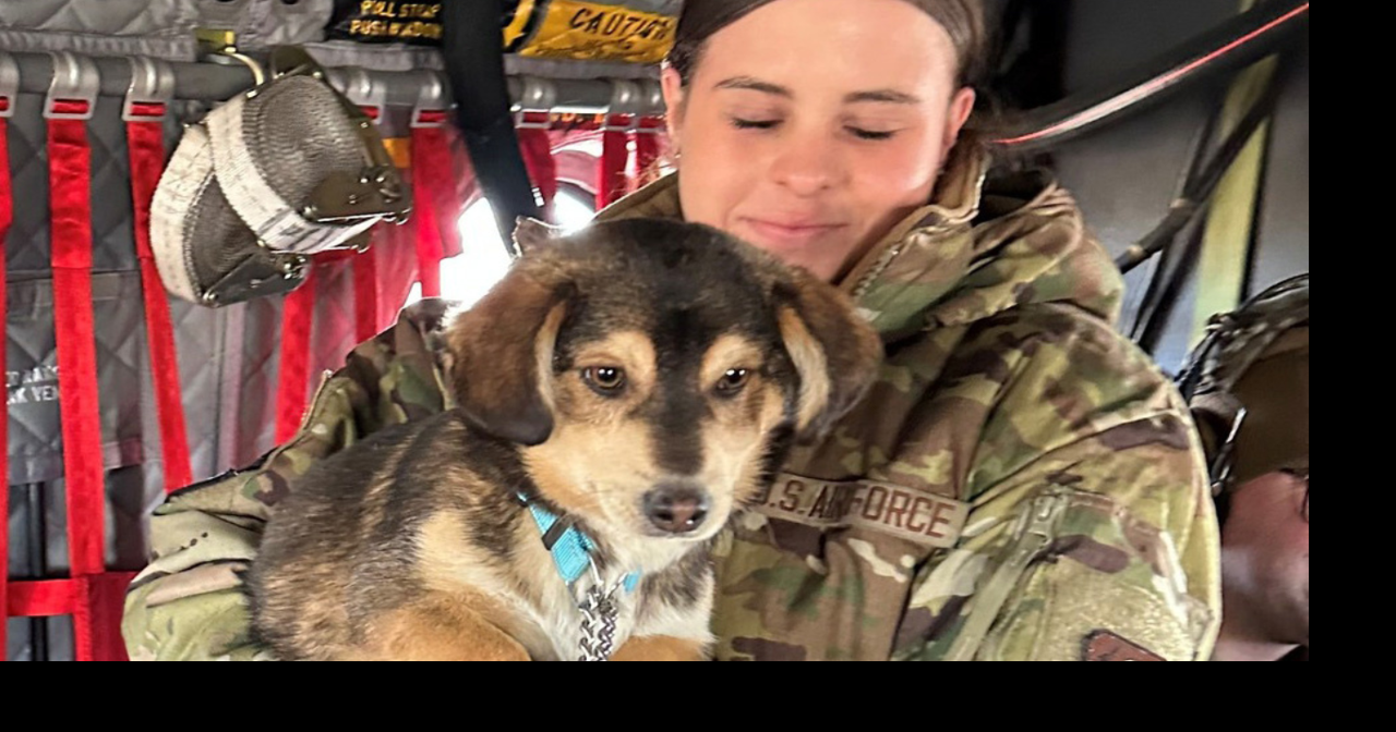 Alaska launches hotline to help storm victims reconnect with lost pets ...