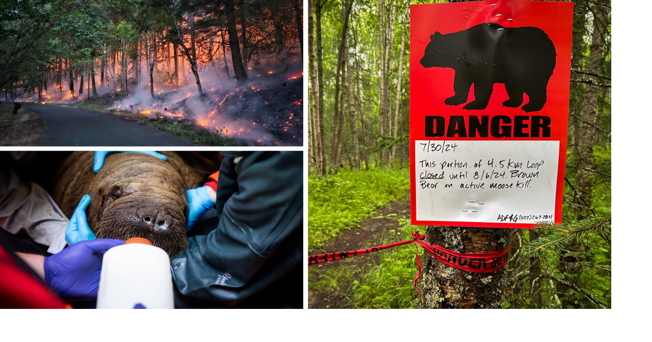 AROUND ALASKA: Wildfire Update, Bear Warning, and Rescued Walrus ...