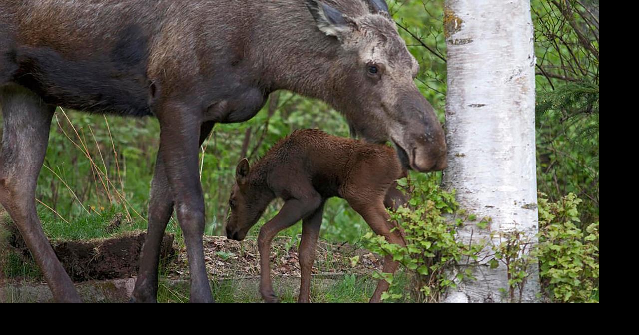 Officials remind Alaskans to stay alert as moose calving season reaches ...