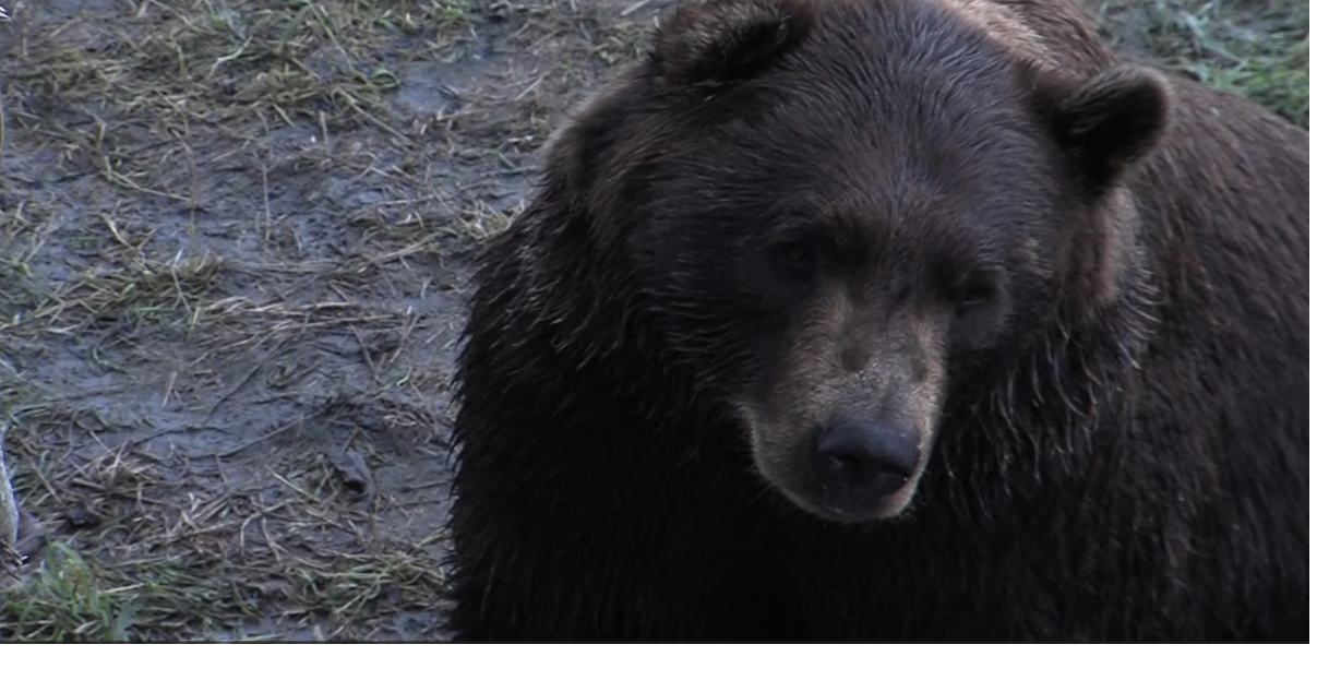 Groups sue Alaska Board of Game over unlimited bear hunting program ...