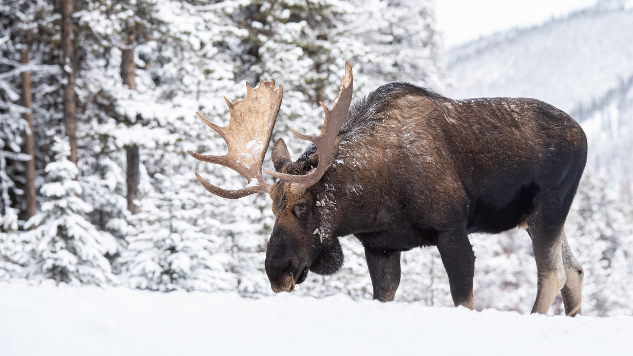 Anchorage man charged with moose poaching in GMU16A | Crime News ...