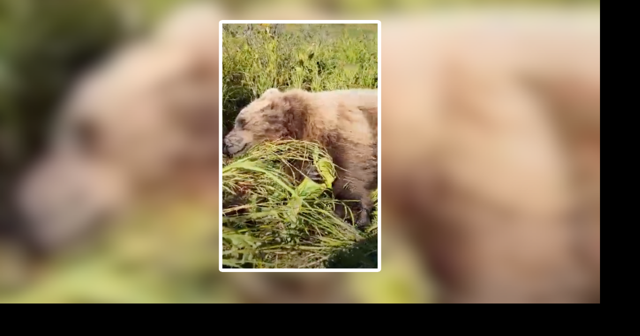 Two Hunters Recovering After Bear Attack on Kenai Peninsula; One ...