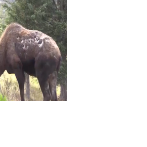 First case of rabies reported in moose | News | youralaskalink.com