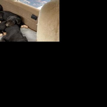 PHOTOS: Pups on a plane | Local News | yourgv.com