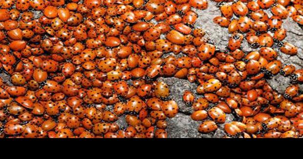 Ladybugs: An adorable infestation? | Lifestyles | yourgv.com