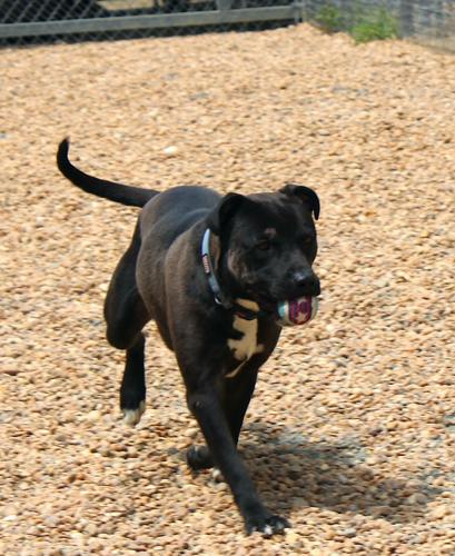 Halifax County Animal Shelter getting upgrade | Local News | yourgv.com