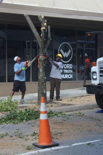 Making the cut: South Boston trees coming down | Town of South Boston ...