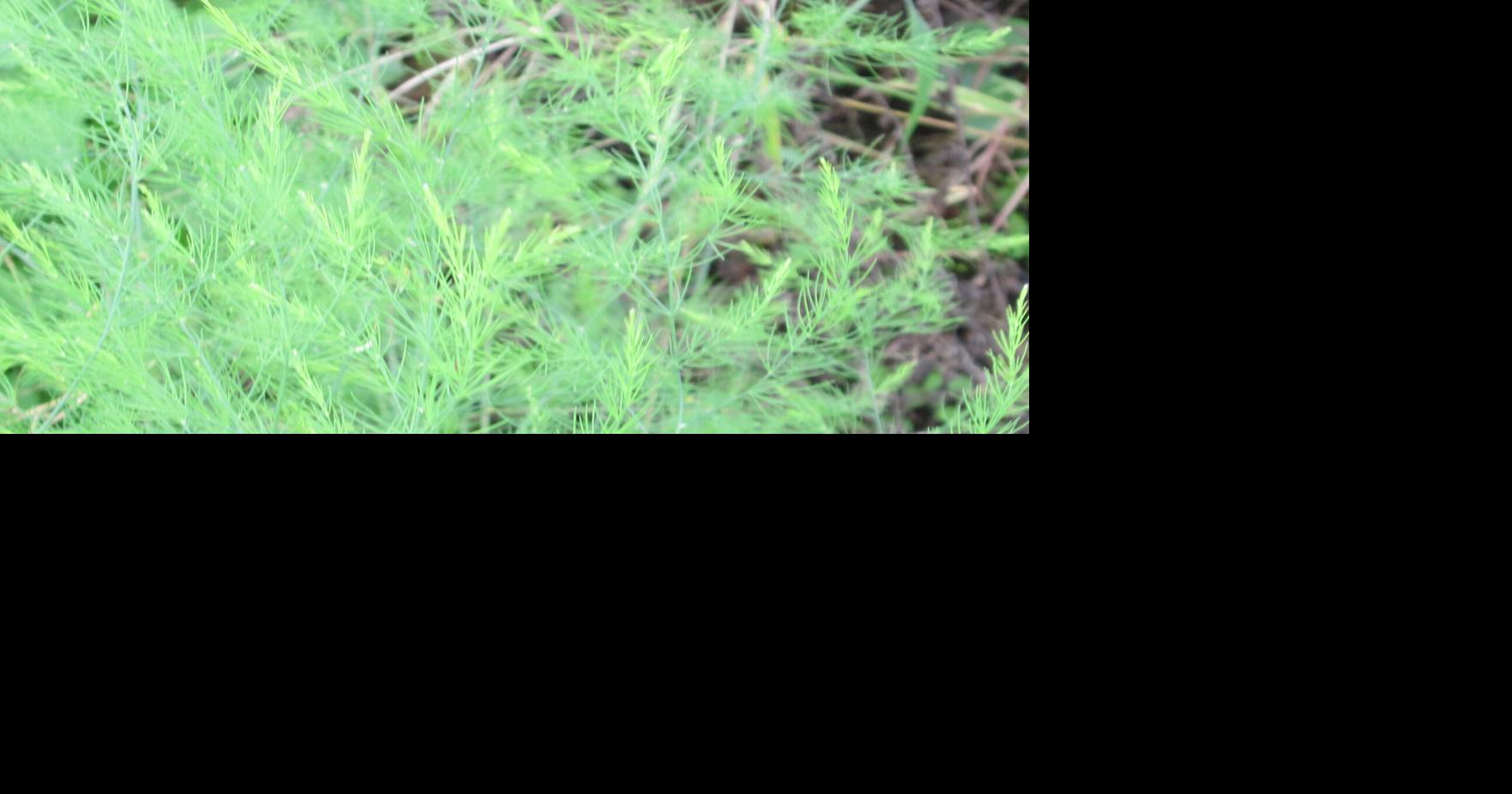 Want to grow asparagus? It’s easy | County Life | yourgv.com