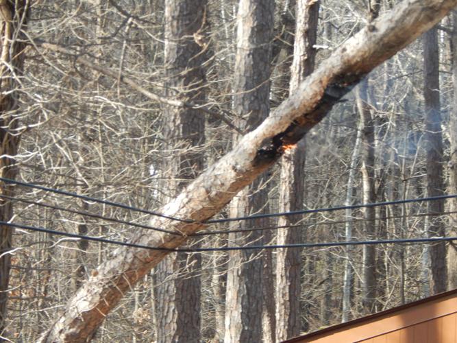 Strong wind gusts blow tree on power lines, sparking outage | Local ...