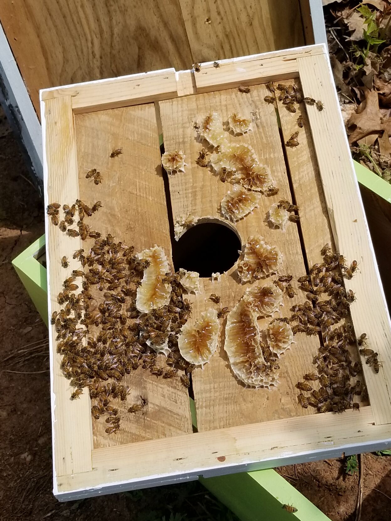 Despite challenges buzzing, interest increasing in beekeeping around ...