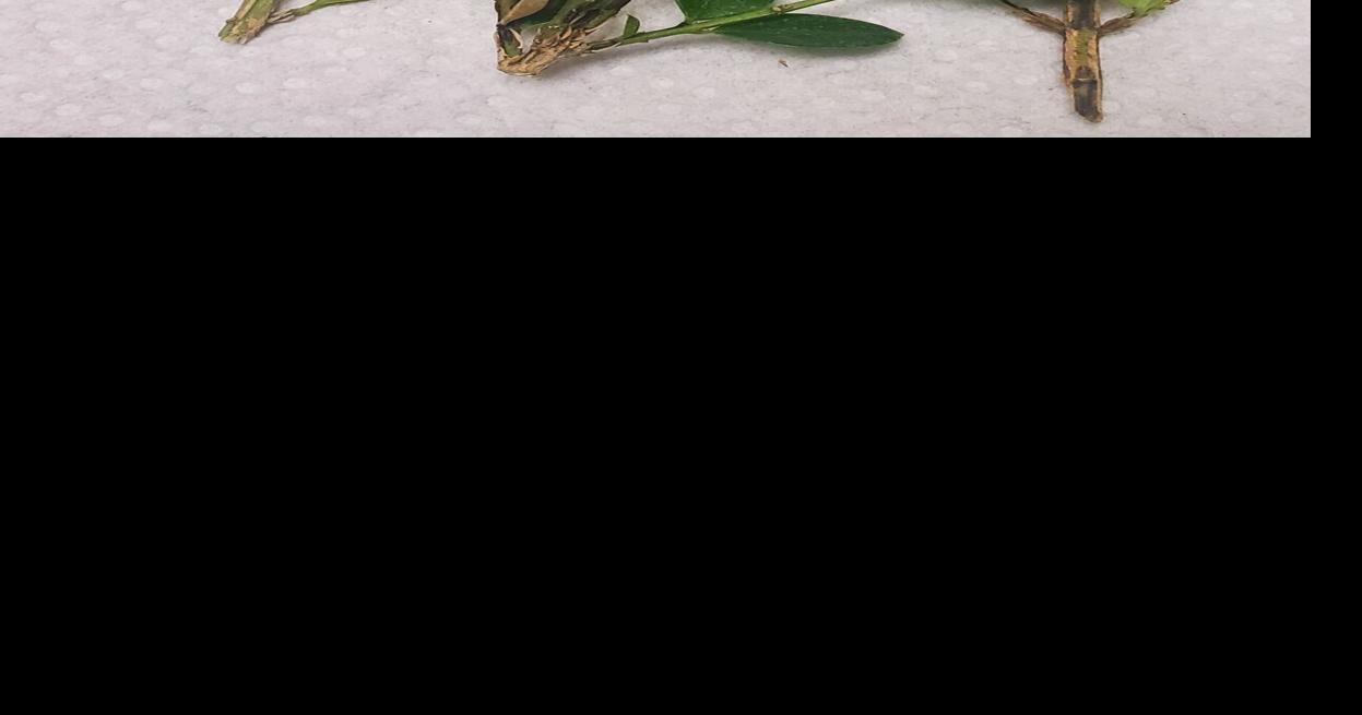 GARDEN CORNER: Boxwood blight a ‘gift’ that keeps ‘giving’ | Local News ...