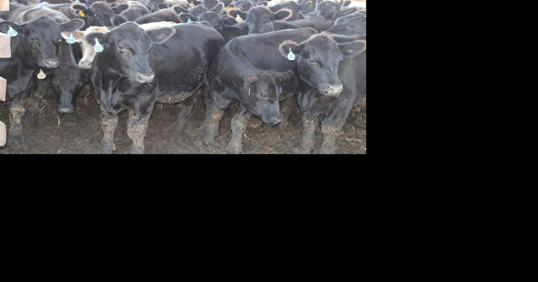 New cattle feeding program aims to enhance Halifax County’s livestock ...