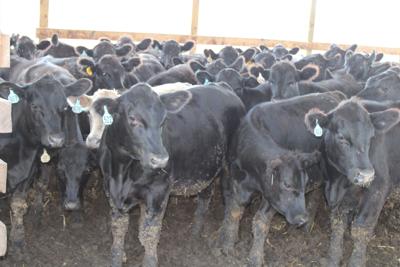 New cattle feeding program aims to enhance Halifax County’s livestock ...