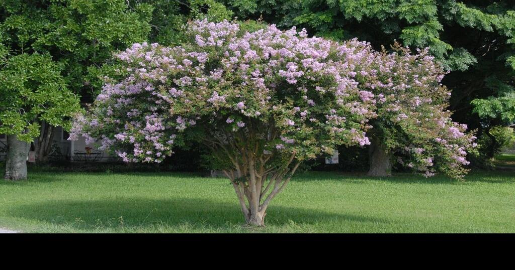 Iconic ‘lilac of the South’ can be considered a tree or shrub based on ...
