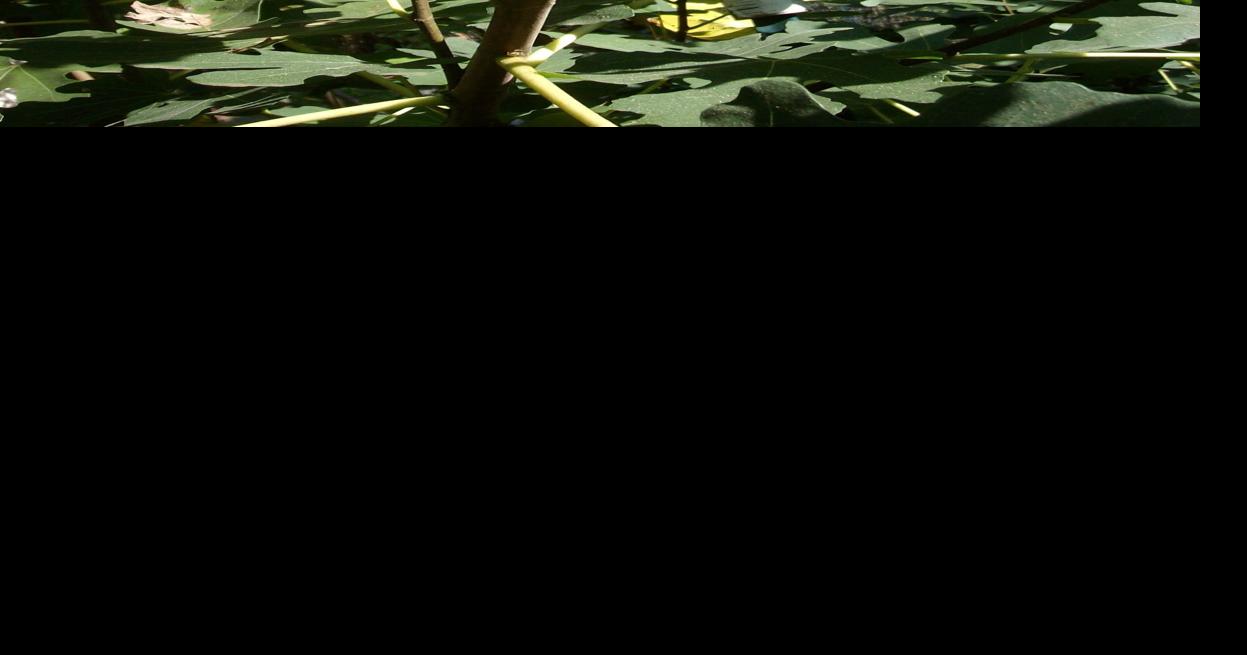 Saga of fig tree boils down to right place, happy plant | County Life ...