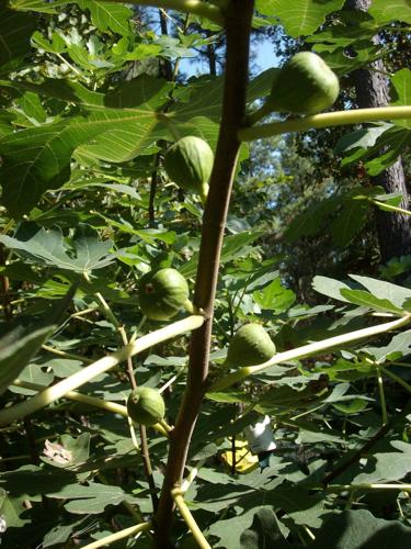 Saga of fig tree boils down to right place, happy plant | County Life ...