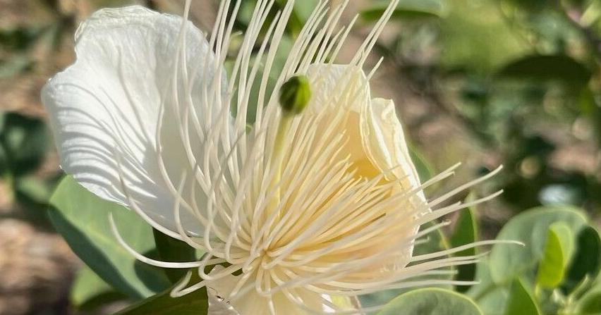 GARDEN CORNER: Pickled flower buds? | County Life | yourgv.com