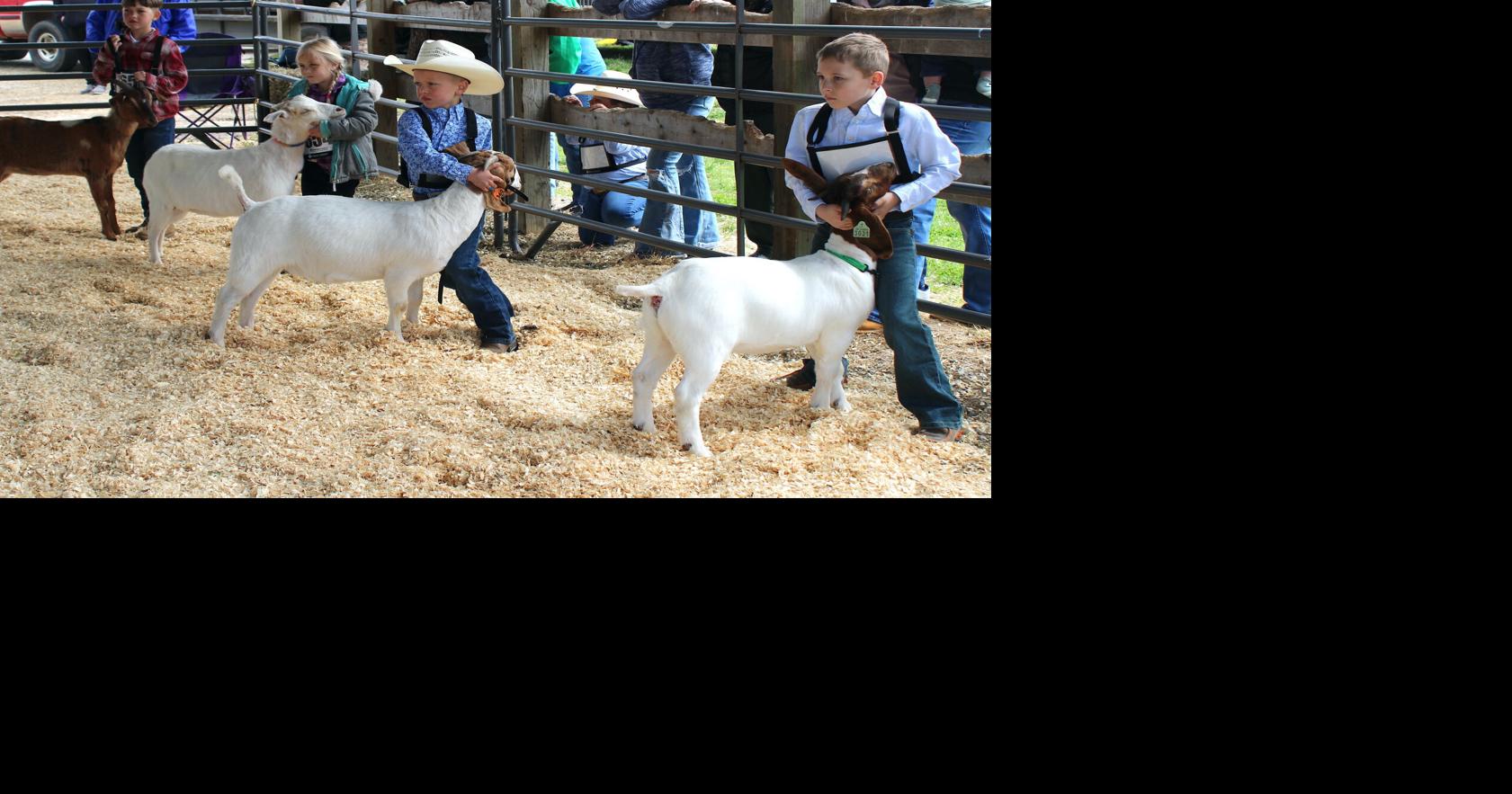 FOR THE LOVE OF ANIMALS: Youngsters compete in 65th annual Halifax ...