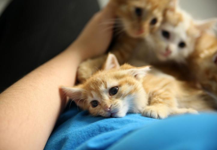 For overwhelmed animal shelter, there’s no slowdown with kitten season ...
