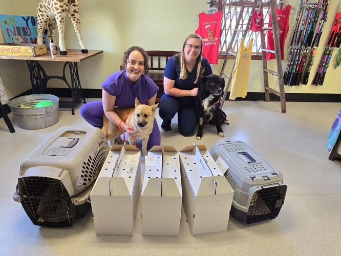 Group provides low-cost spay, neuter services to shelter animals, feral ...