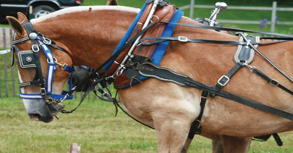 Draft Horse Pull, Miniature Horse Pulling Exhibition coming April 29 ...