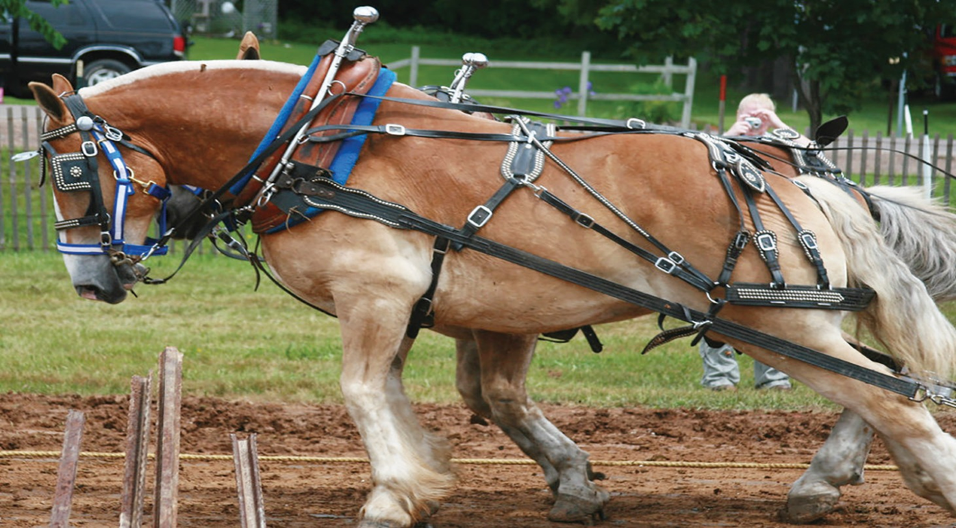draught horse pulling