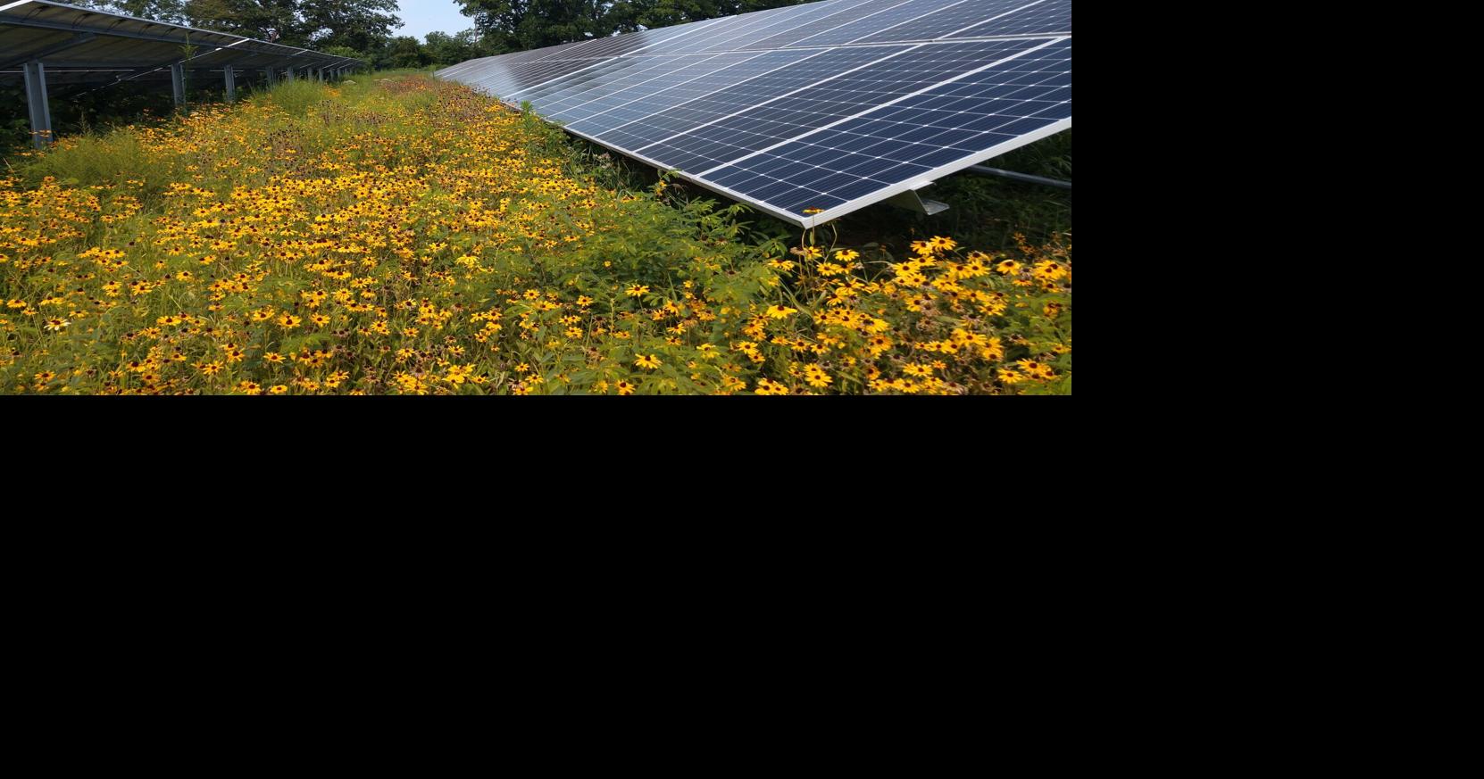 Pollinator friendly solar energy is gaining ground around state | Local ...