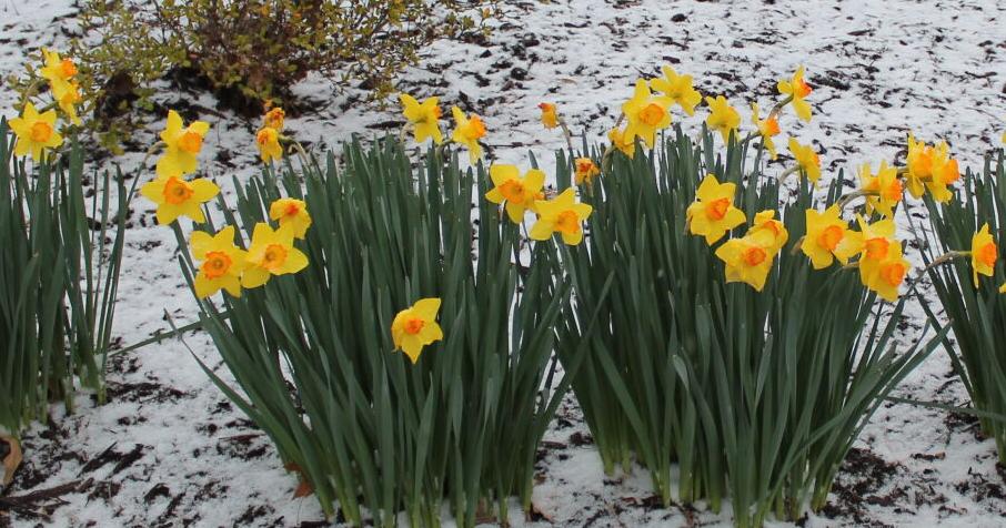 Hard freeze this week could damage early bloomers | Local News | yourgv.com