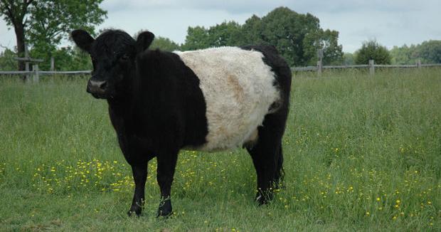 ‘Oreo cows’ members of oldest bovine breed | Lifestyles | yourgv.com