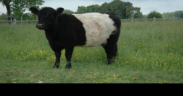 ‘Oreo cows’ members of oldest bovine breed | Lifestyles | yourgv.com